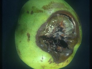 Neonectria rot (Neonectria ditissima) | NIAB